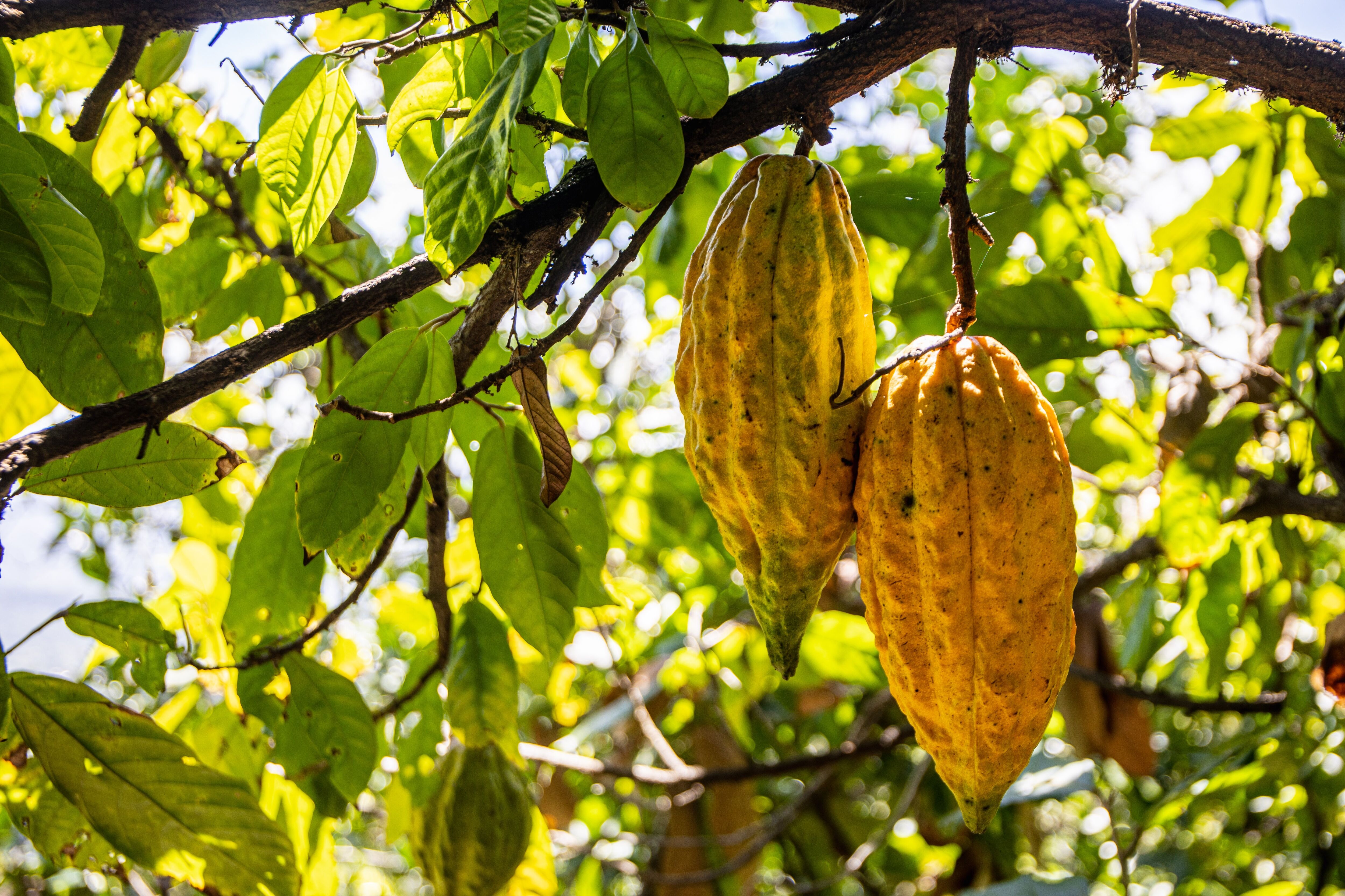 El Copinol Escondido