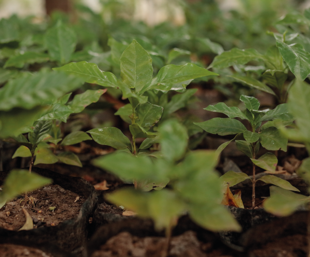 Coffee genetics: what you need to know